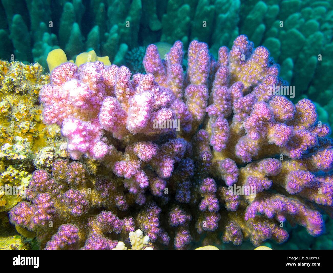 Colorful coral reef at the bottom of tropical sea, beautiful pink ...