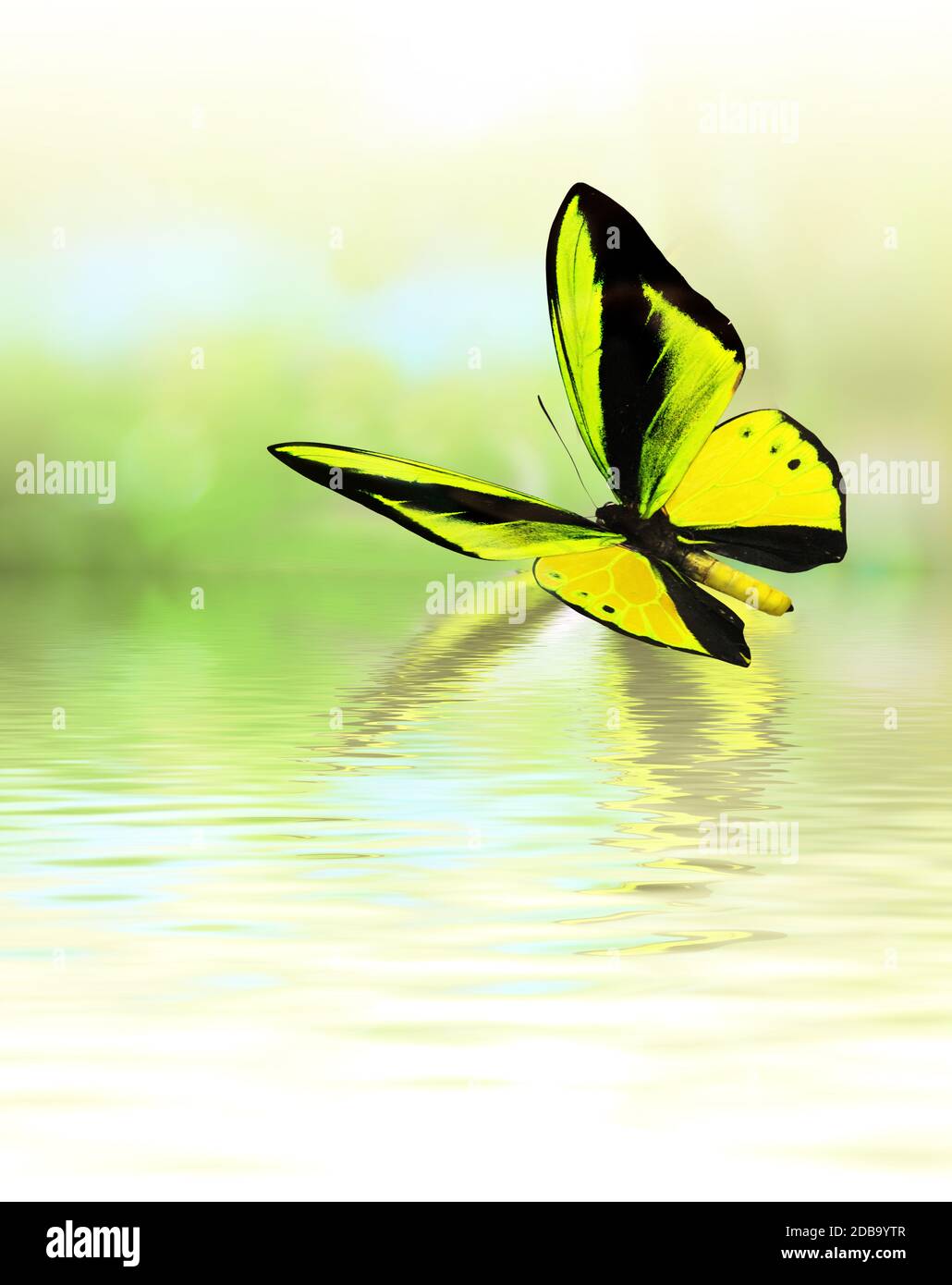 Beautiful multi-colored real butterfly flying on a green background ...