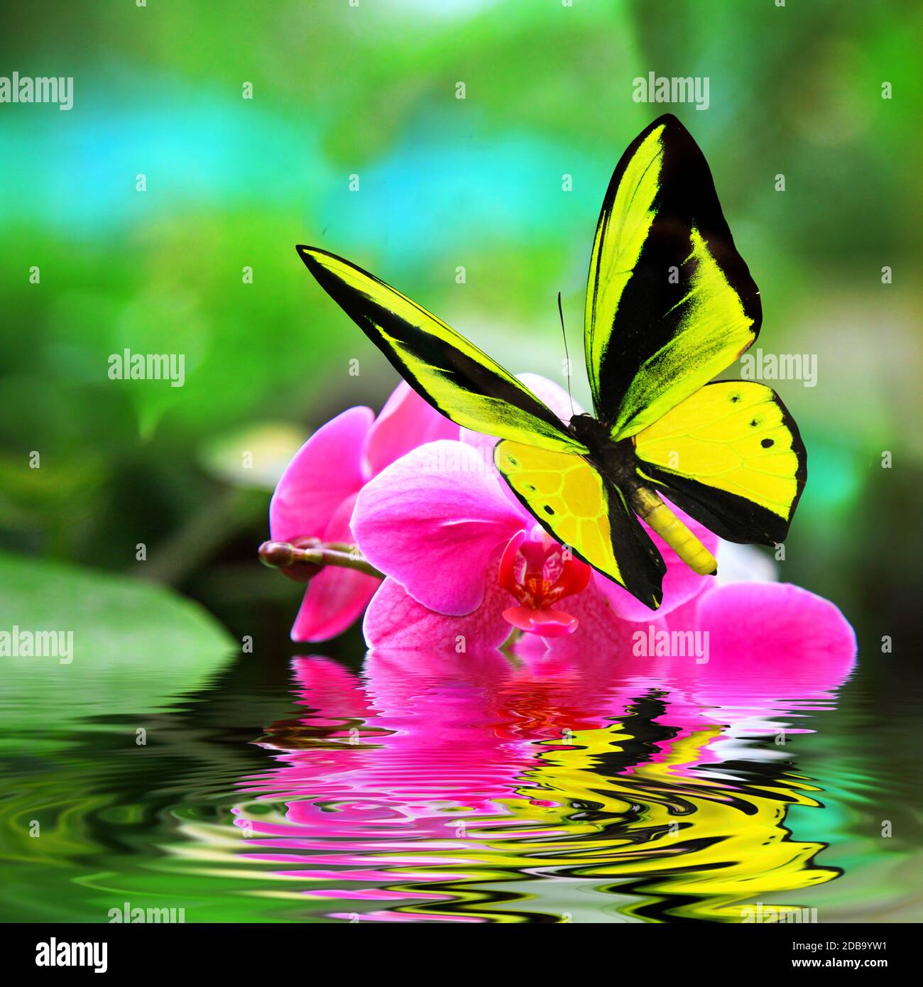 Real Butterfly Flower Pictures