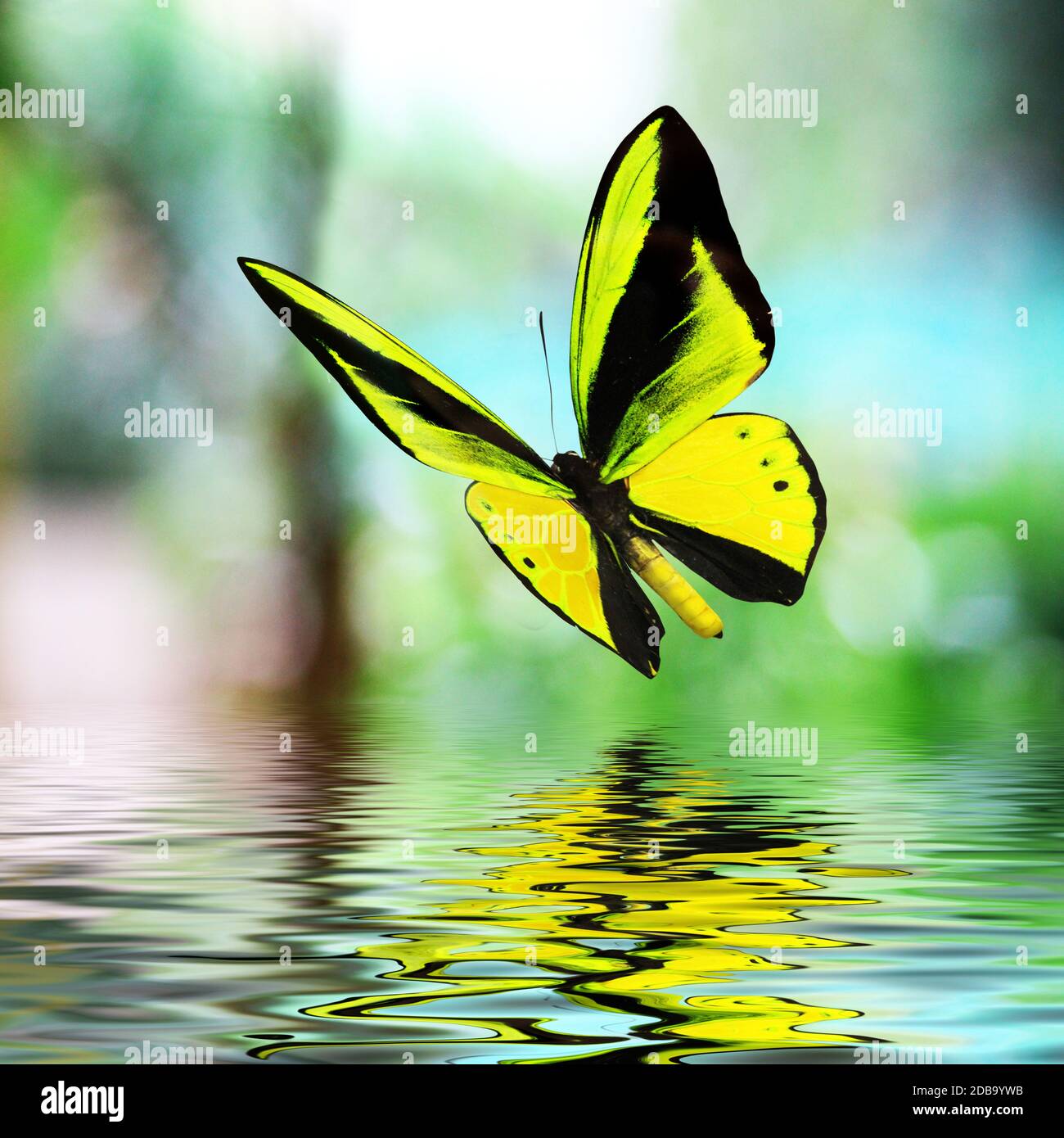 Beautiful multi-colored real butterfly flying on a green background ...