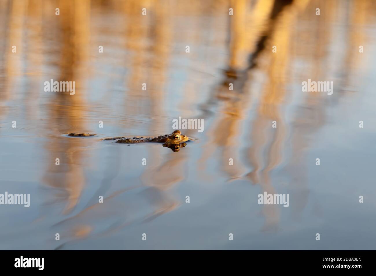 Common toad or European-toad, Bufo bufo in natural environment ...