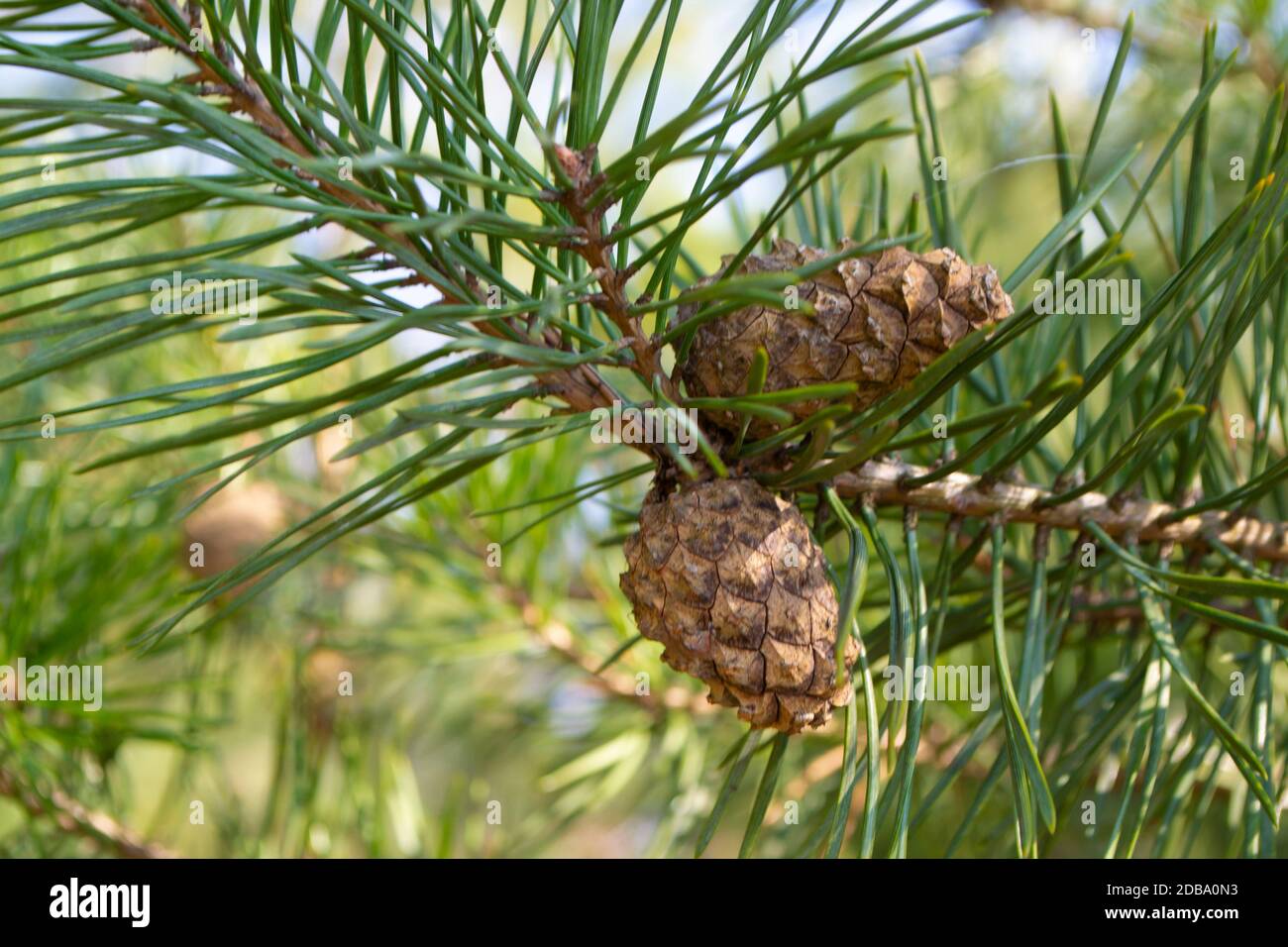 Closed pine cone hi-res stock photography and images - Alamy