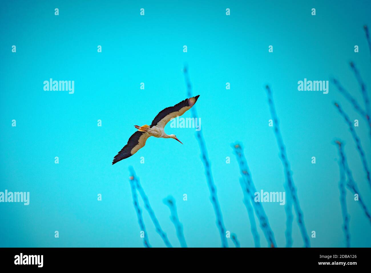 Storks sitting on the nest and flying Stock Photo - Alamy