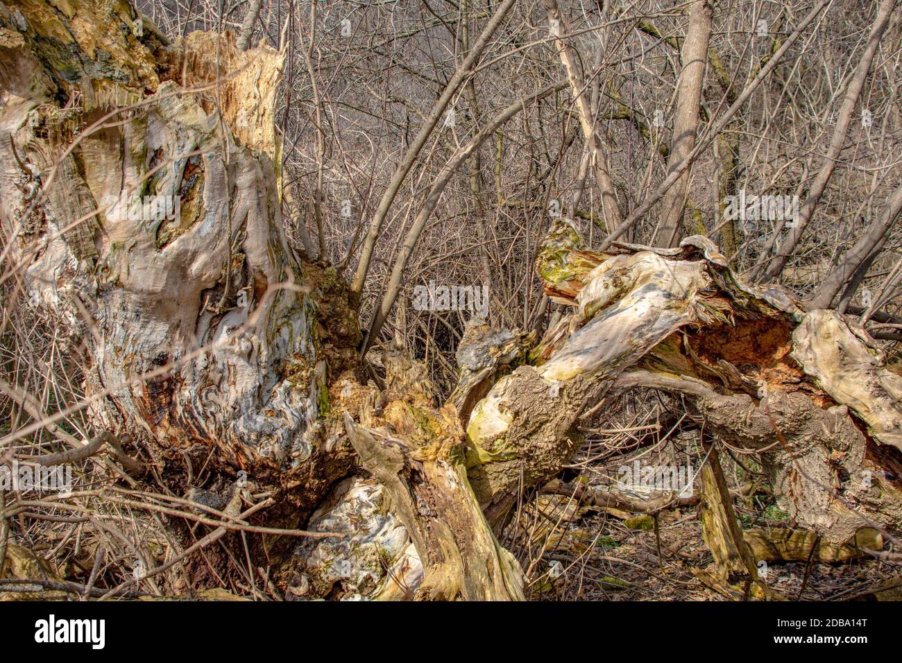 Sick trees, in the natural environment, rot or crumble into dust Stock ...