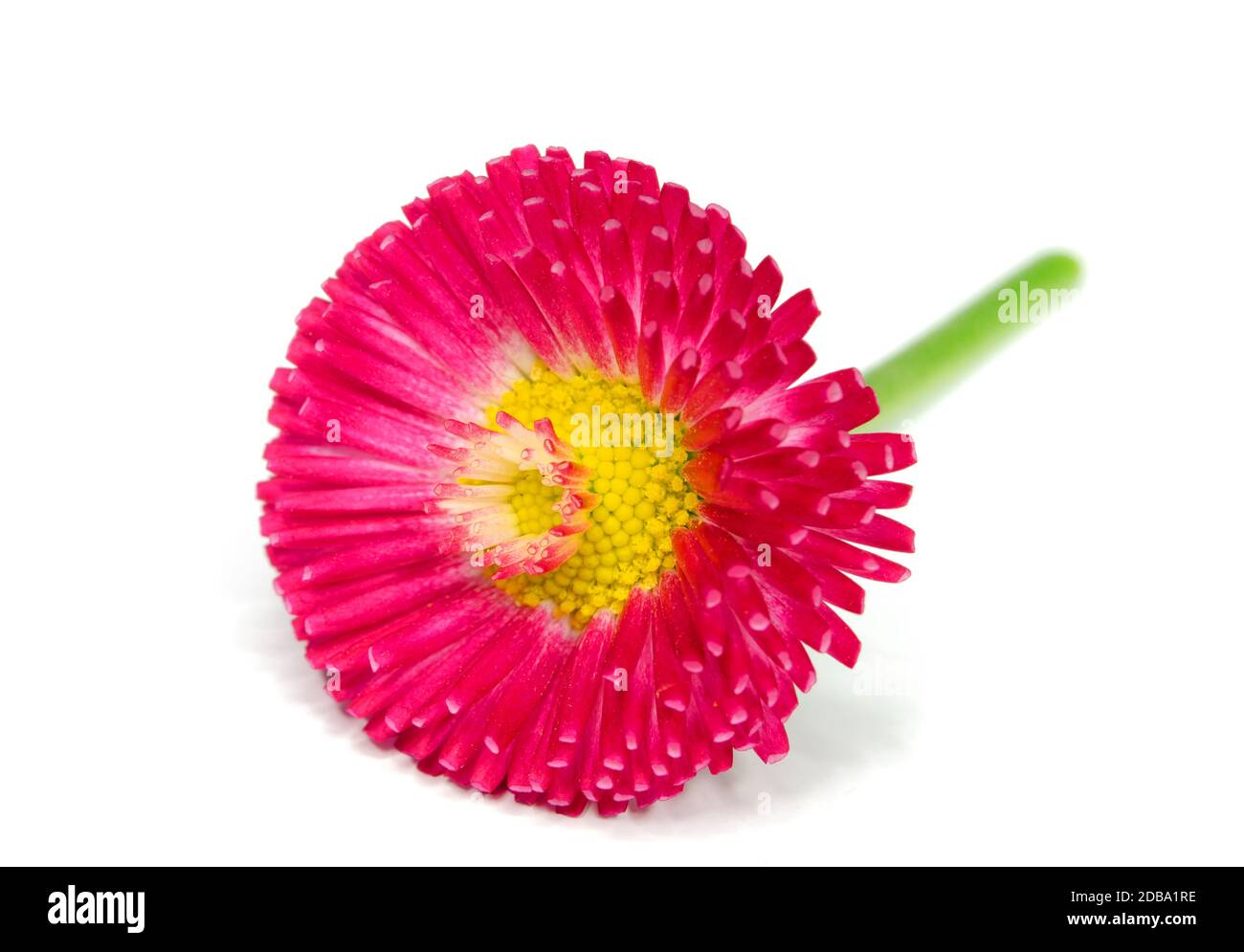 Plants bellis Cut Out Stock Images & Pictures - Alamy