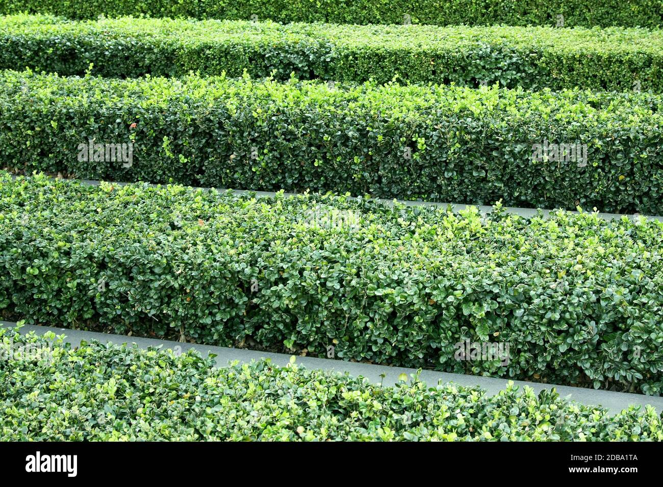 Green plant garden in parallel line order Stock Photo - Alamy