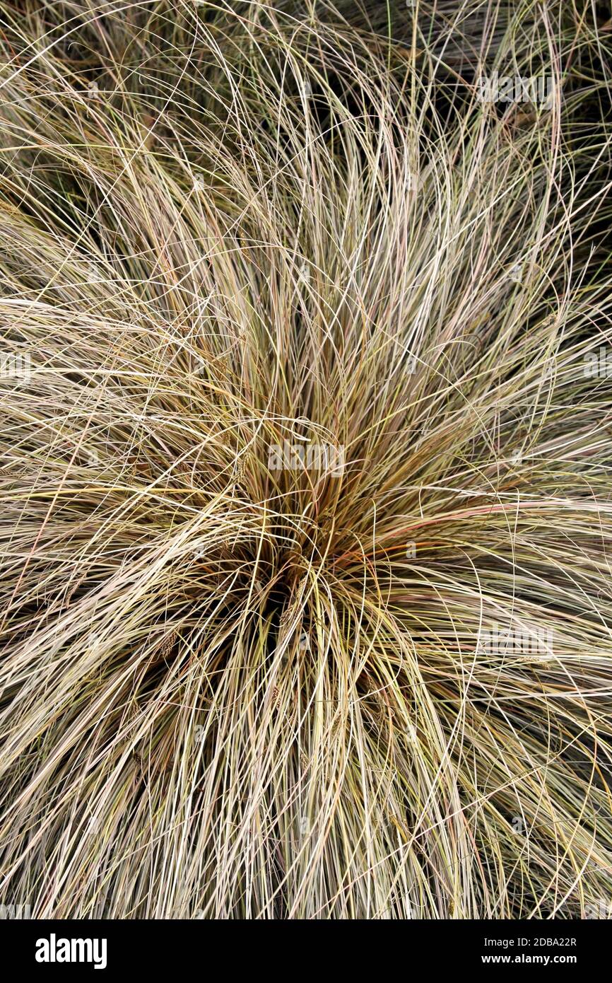 Natural background texture of yellow grass plant Stock Photo - Alamy