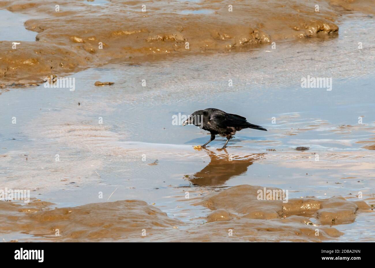 Raven head hi-res stock photography and images - Alamy