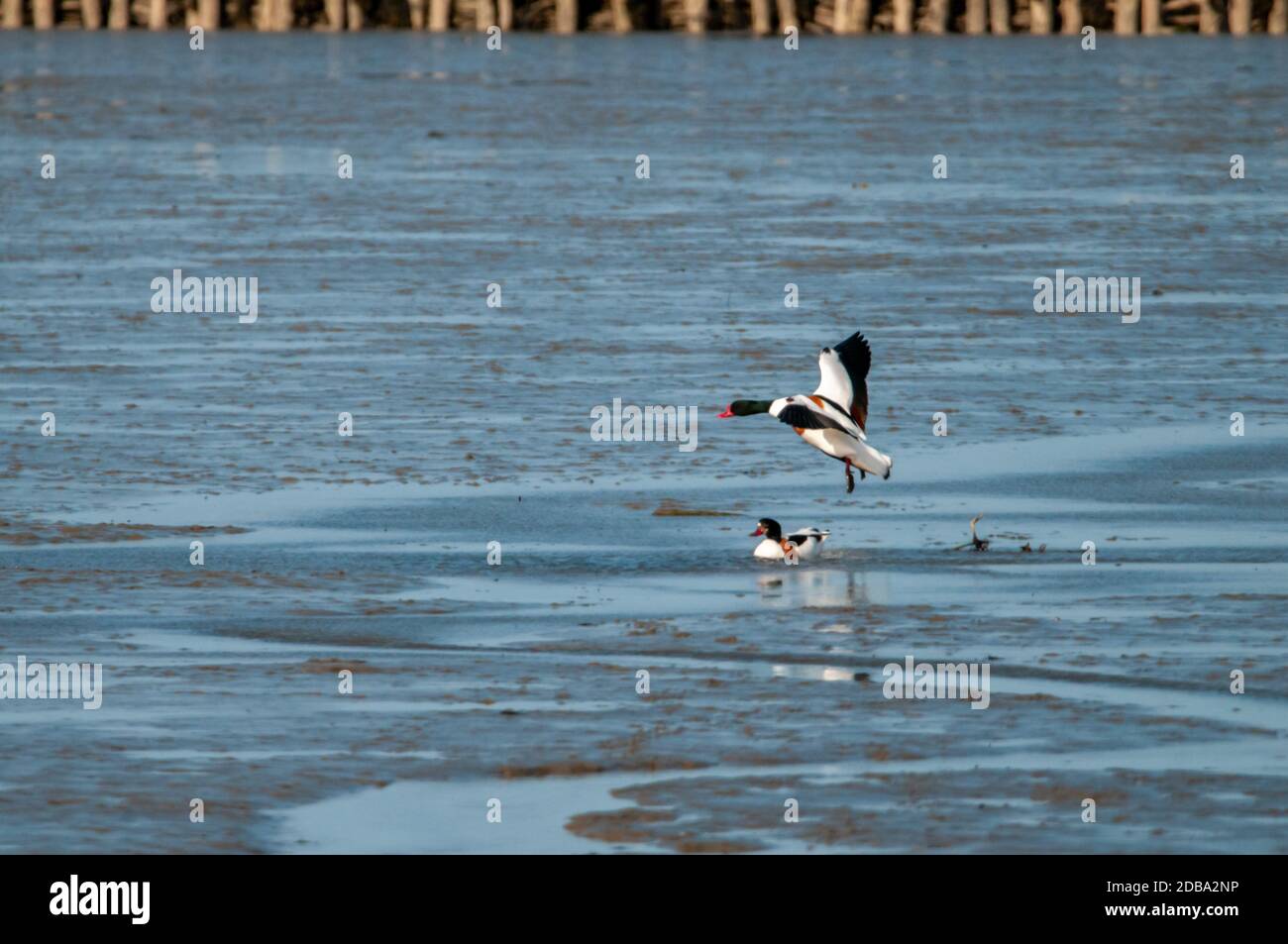 Heritage breed animals hi-res stock photography and images - Alamy