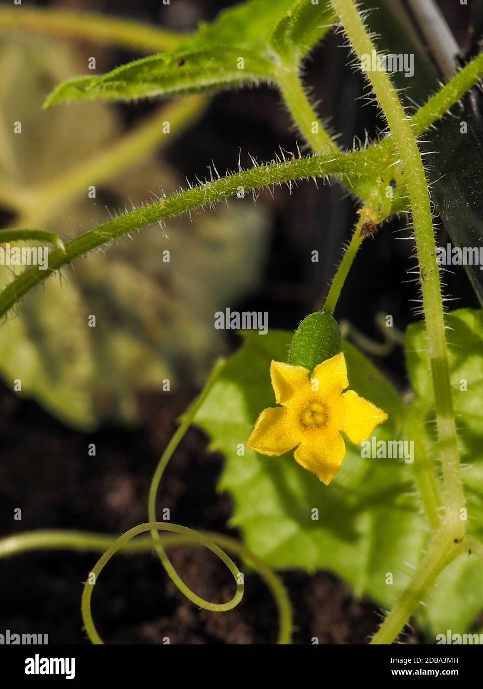 A bright yellow cucamelon blossom with a tiny cucamelon fruit behind it ...