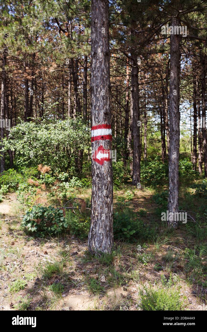 Tree Trunk In The Woods With Arrows Directional Sign Stock Photo - Alamy