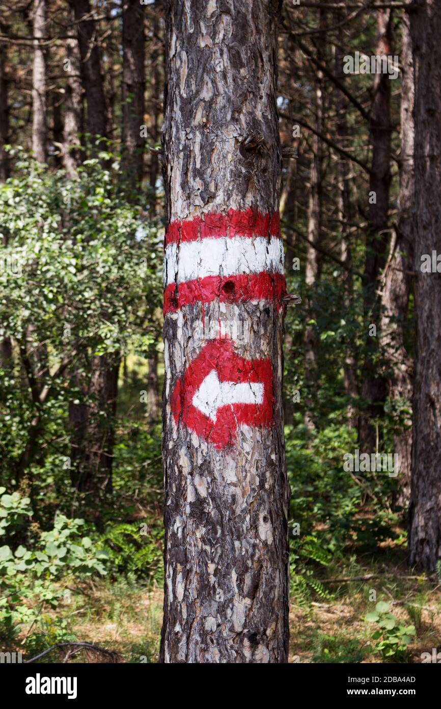 Tree Trunk In The Woods With Arrows Directional Sign Stock Photo - Alamy