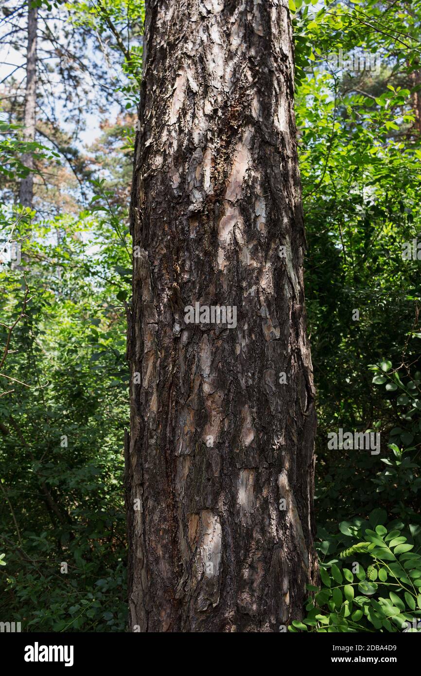Tree Trunk In The Woods. For Copy Space, Arrows ,Signs, Signposts and ...