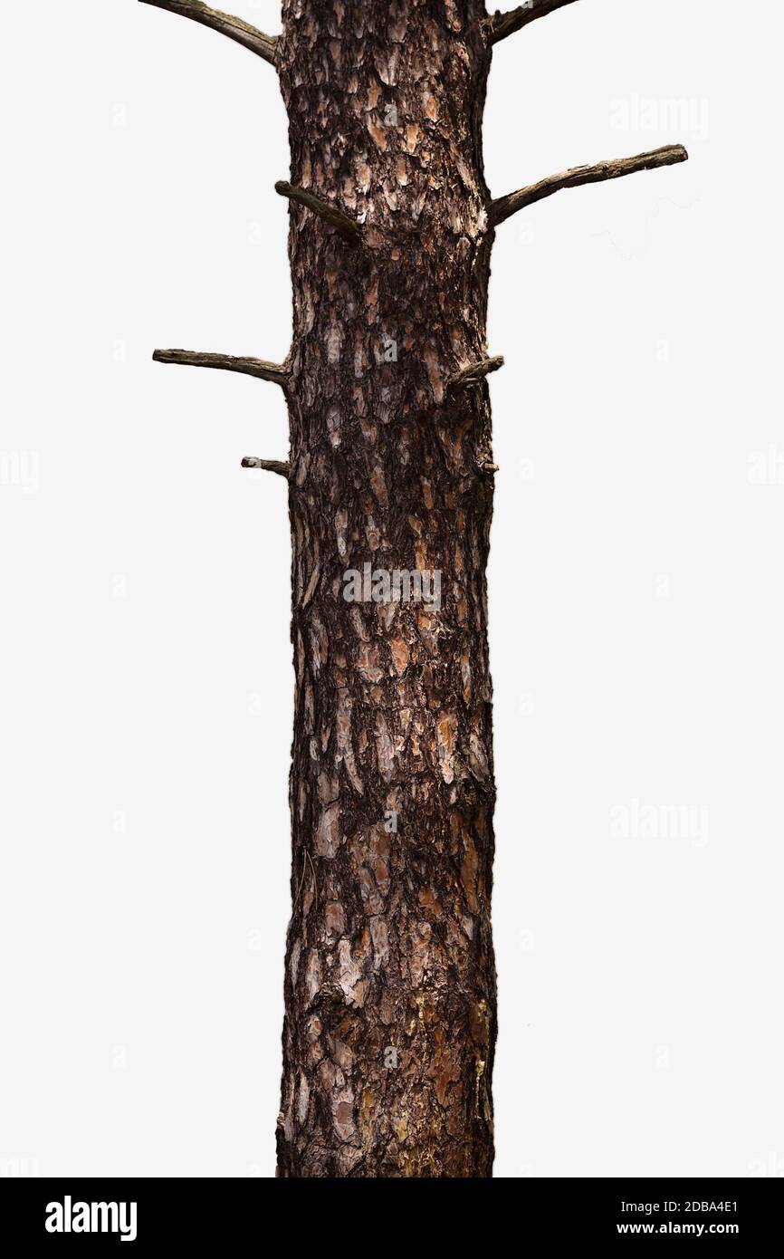 Tree Trunk Isolated On White Background. For Copy Space, Arrows ,Signs ...