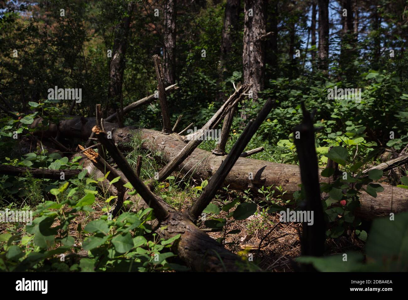 Timber On The Ground In The Wooded Area Stock Photo - Alamy