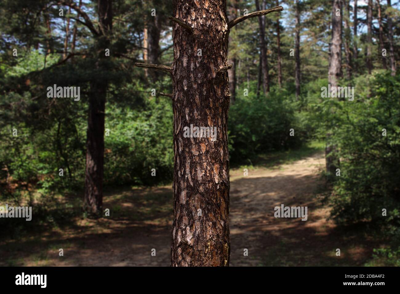 Tree Trunk In The Woods. For Copy Space, Arrows ,Signs, Signposts and ...