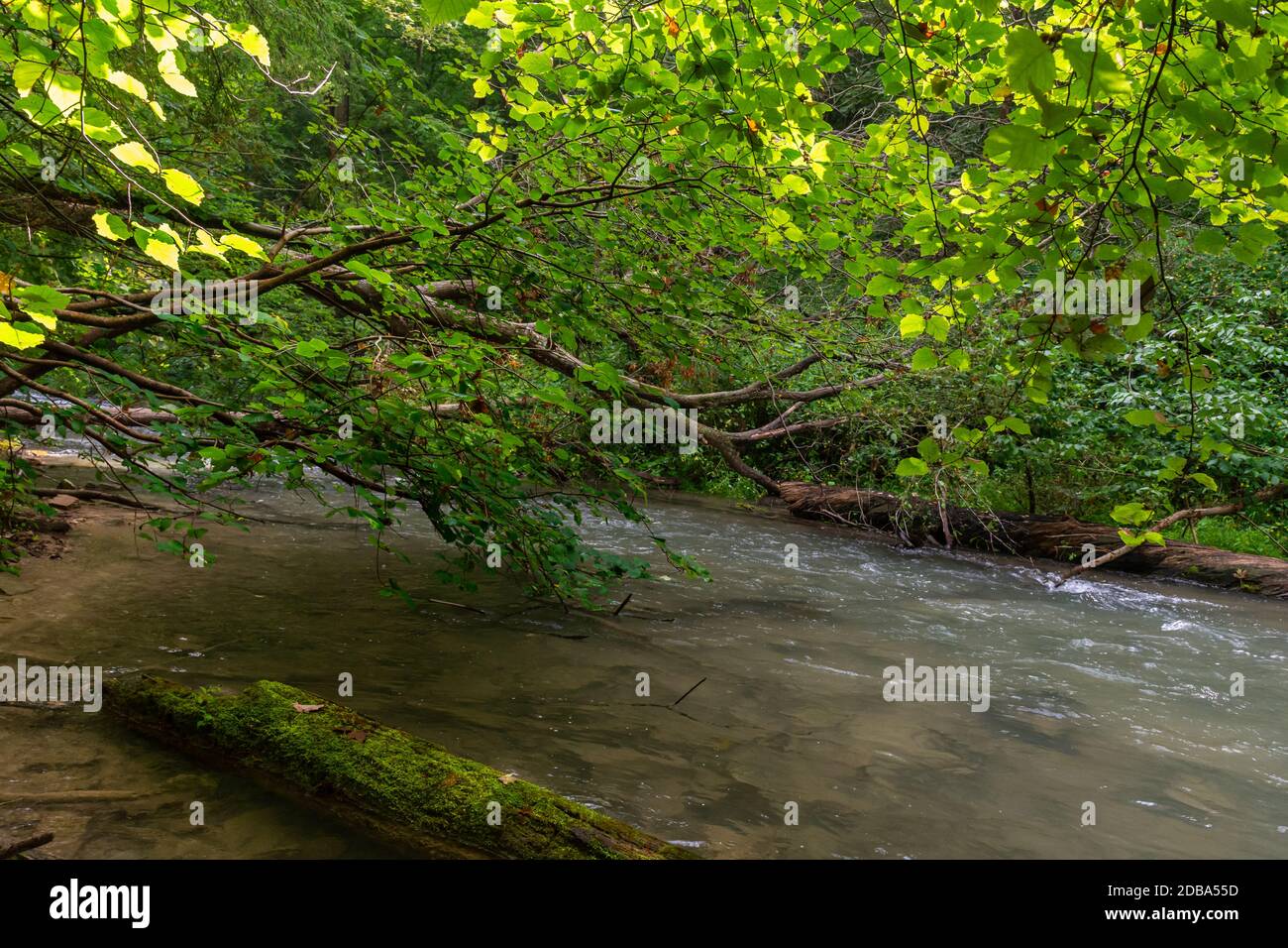 Bruce Trail Niagara Escarpment Ontario Canada Stock Photo - Alamy