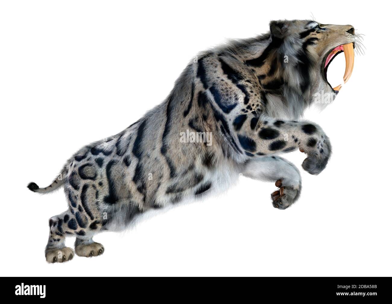 3D rendering of a sabertooth tiger isolated on white background Stock ...