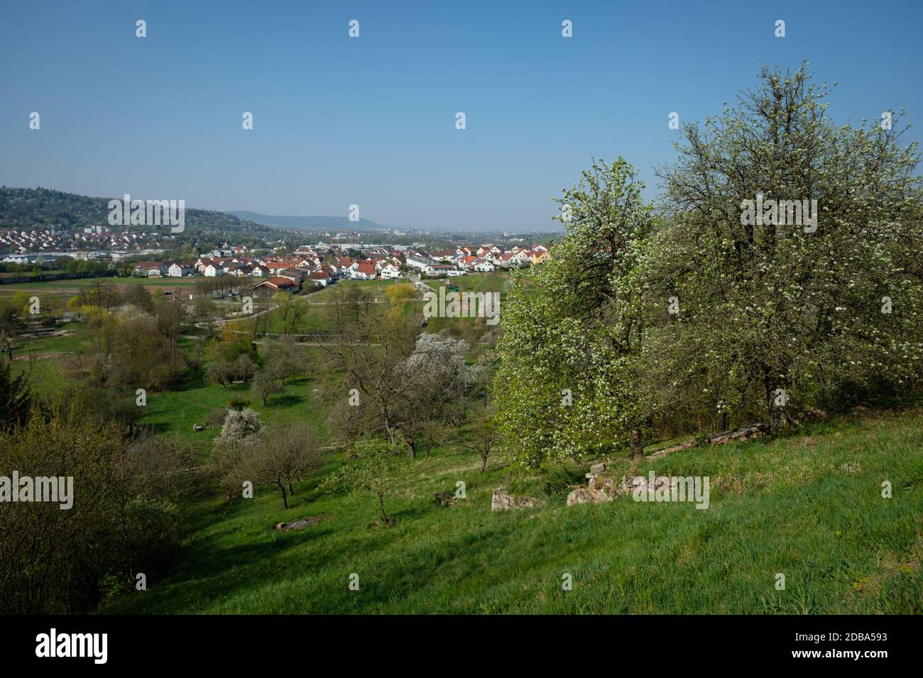 German fruit trees with meadow and blue sky Stock Photo - Alamy