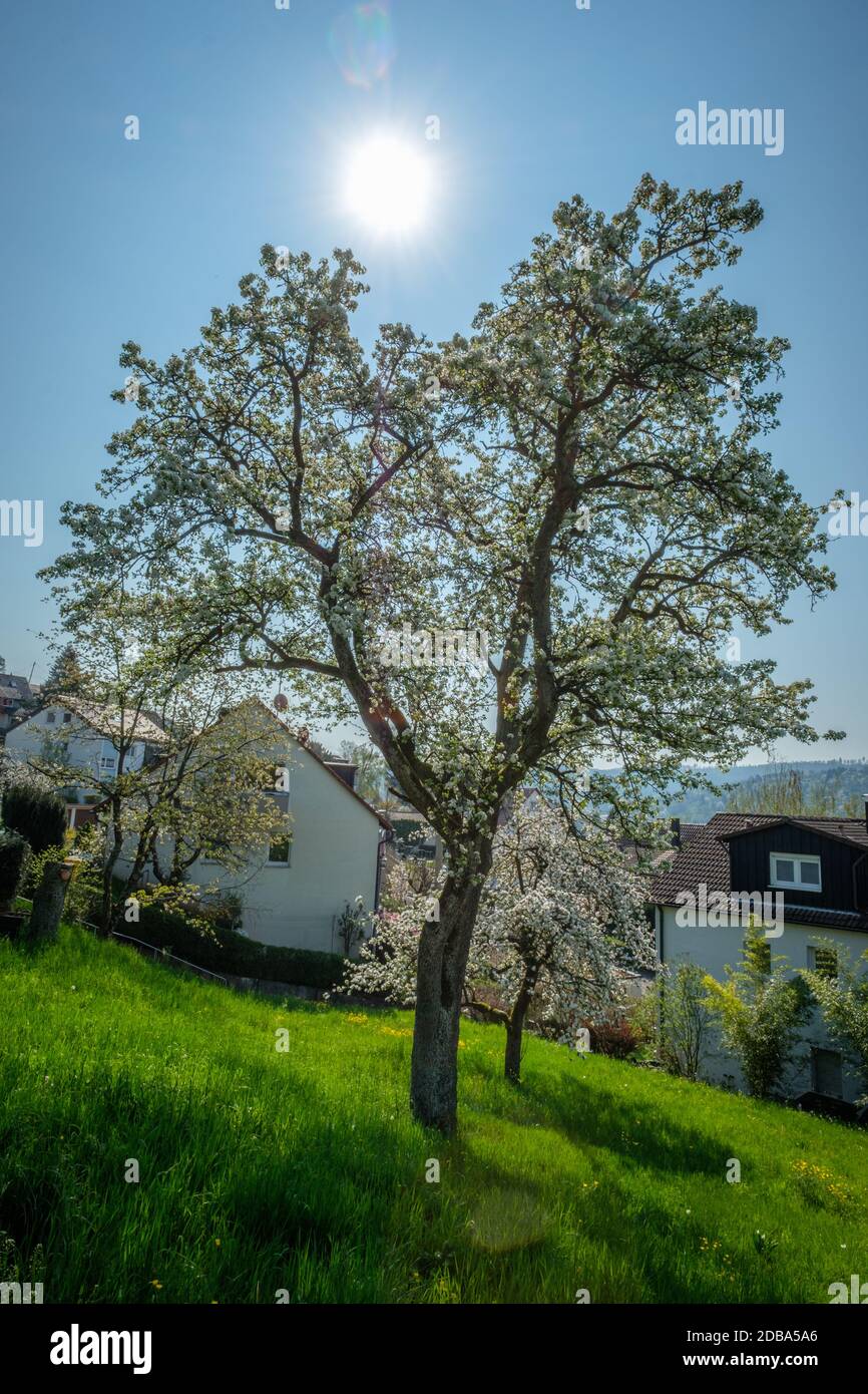 Fruit tree with white flowers in back lit in vertical format Stock ...