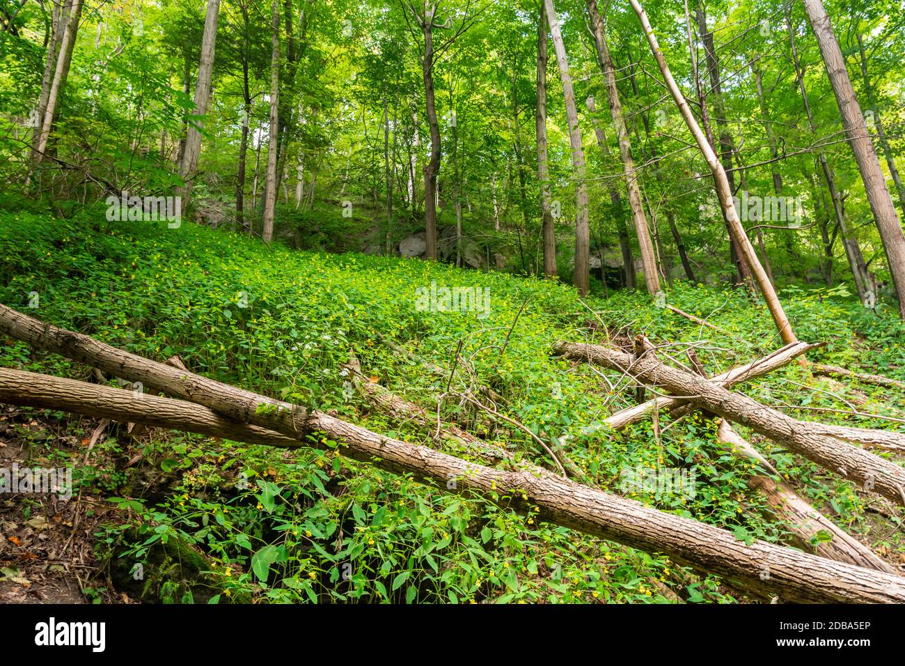 Hiking bruce trail hi-res stock photography and images - Alamy