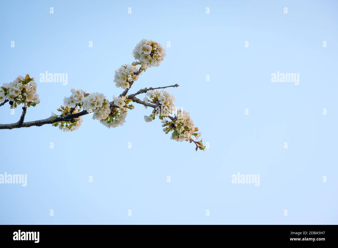 Apple tree twig hi-res stock photography and images - Alamy