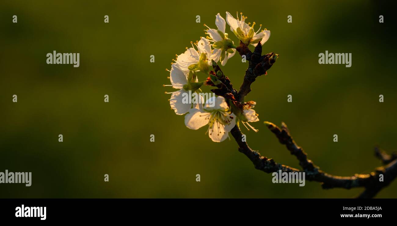 Apple tree twig hi-res stock photography and images - Alamy