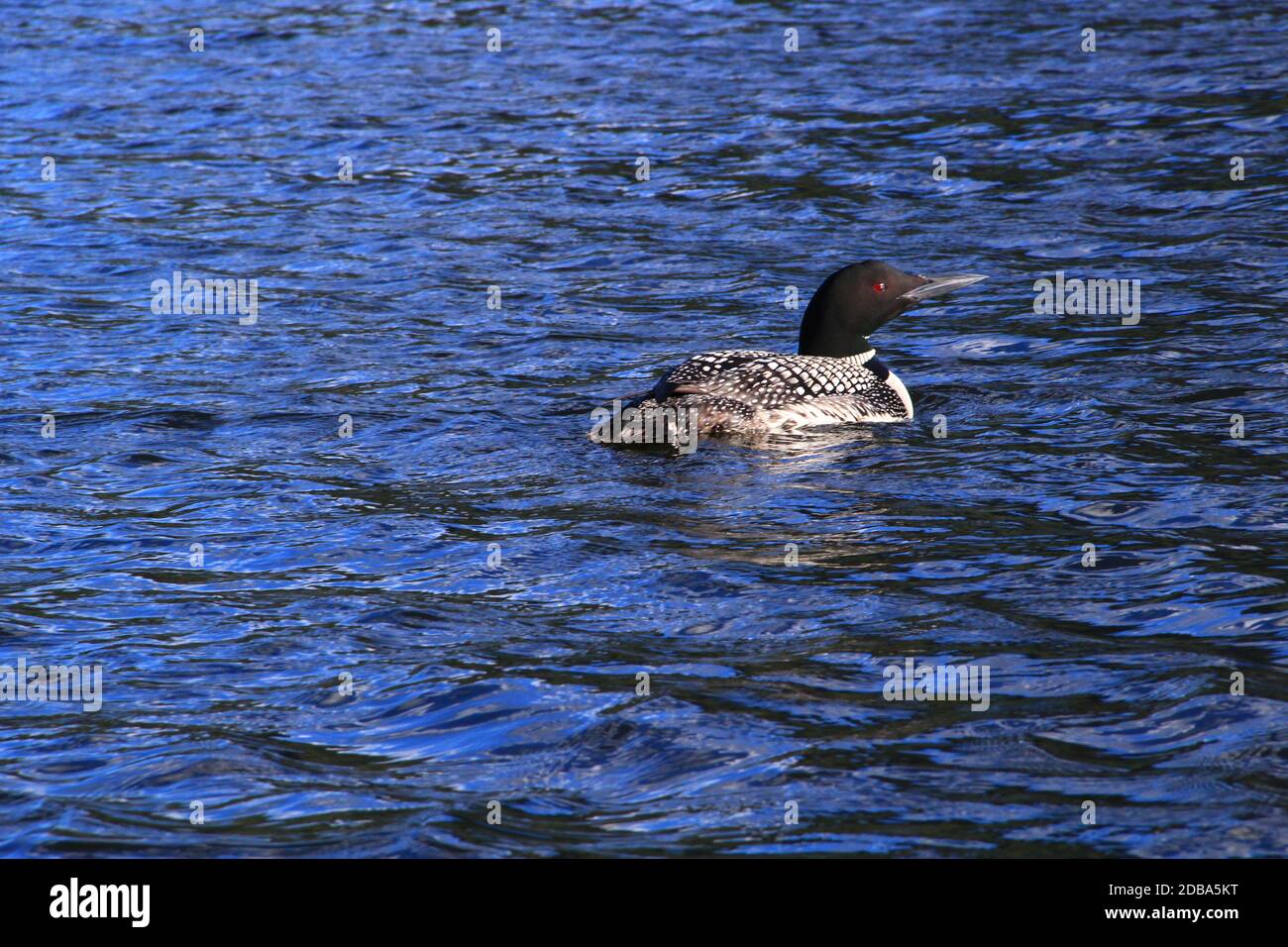 The great lone bird hi-res stock photography and images - Alamy