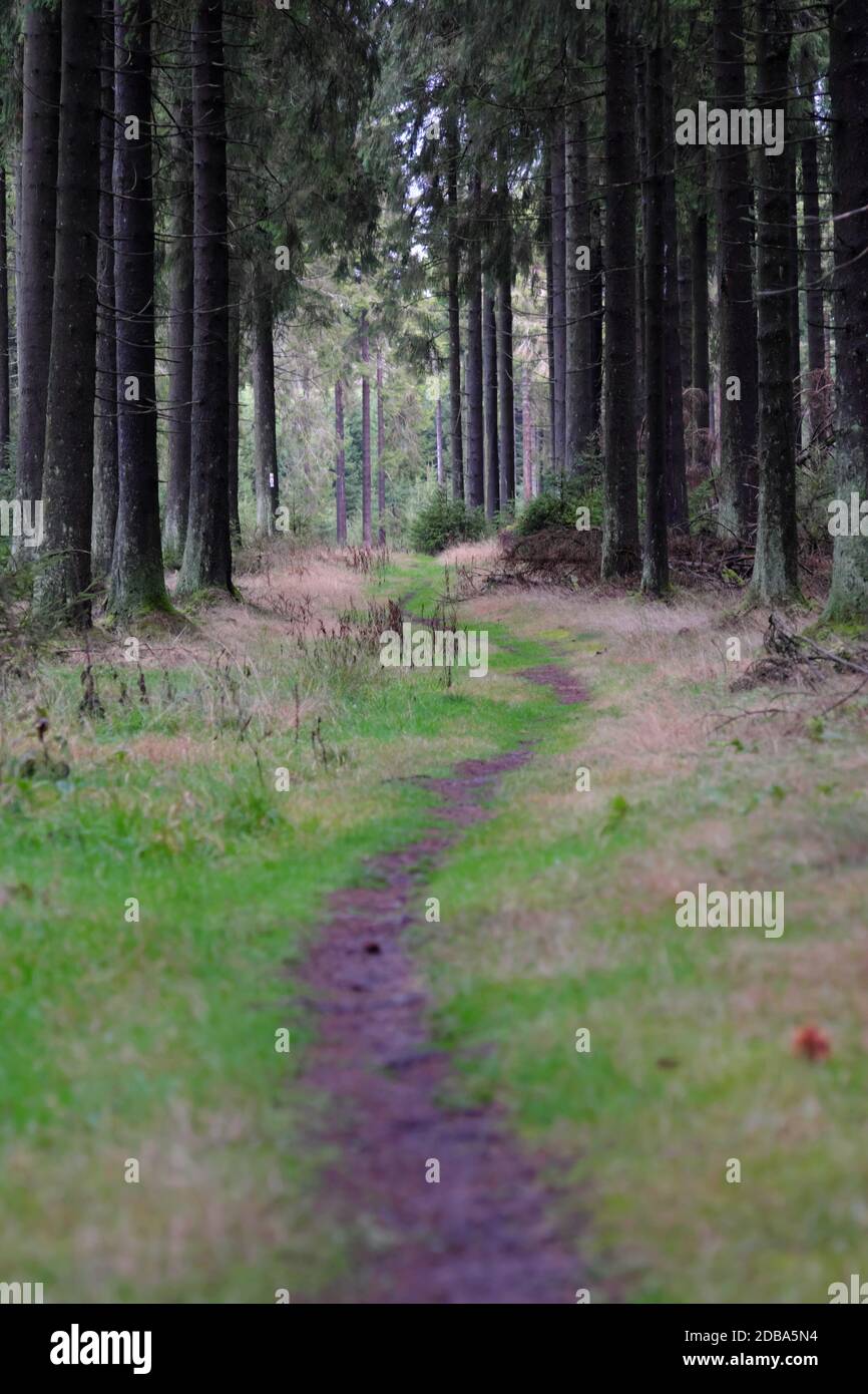 path trough forest Stock Photo - Alamy