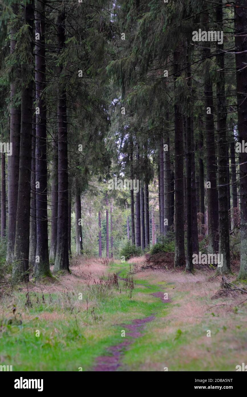 path trough forest Stock Photo - Alamy