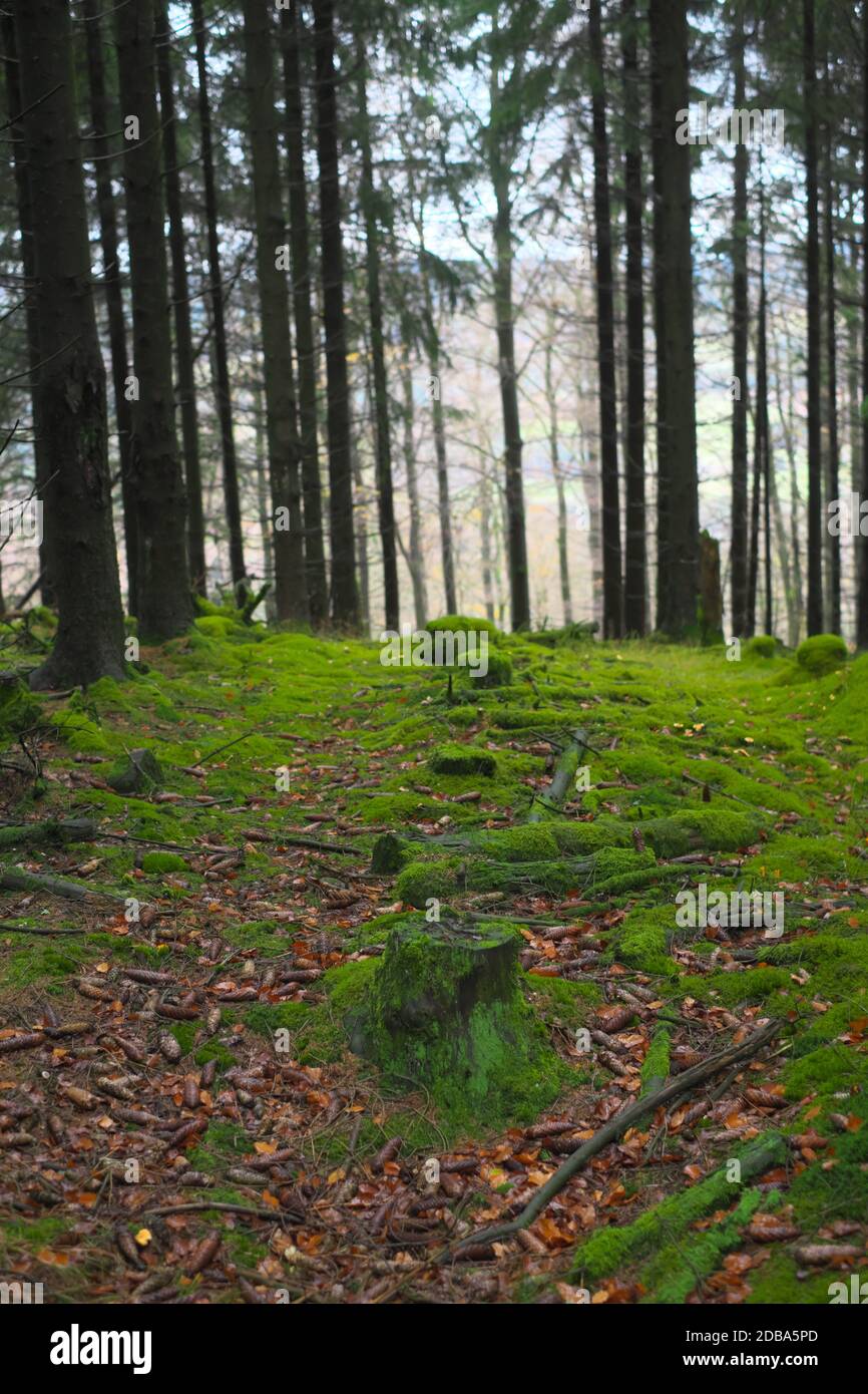 path trough forest Stock Photo - Alamy