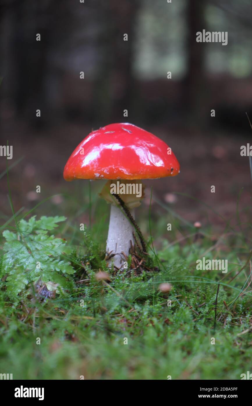 Red mushroom hi-res stock photography and images - Alamy