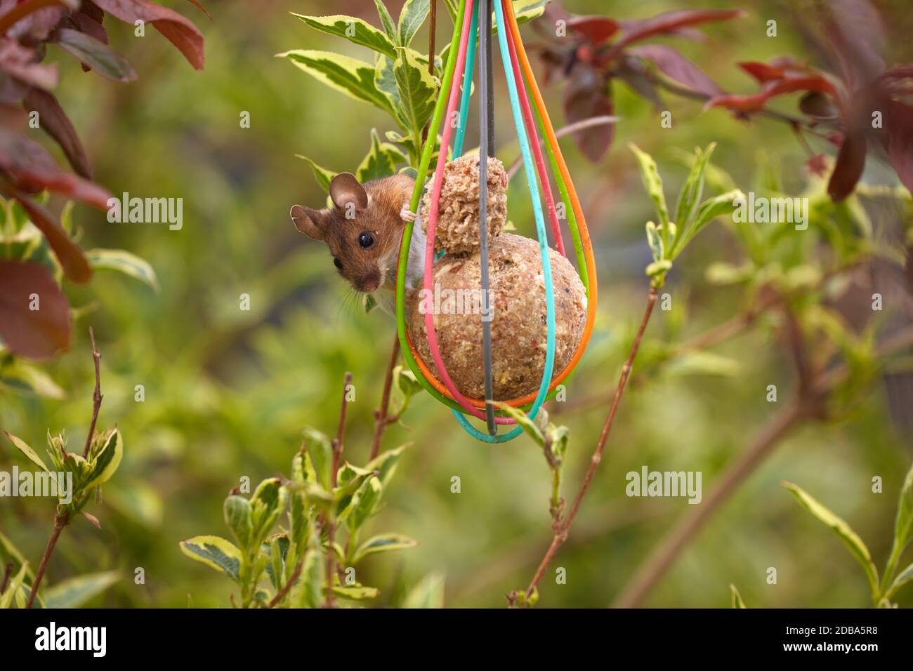 Tree mouse hi-res stock photography and images - Alamy
