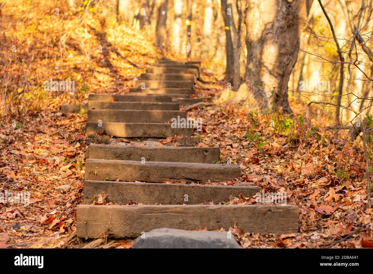 Wood Steps in a Forest at Sunset Covered in Colorful Autumn Leaves ...