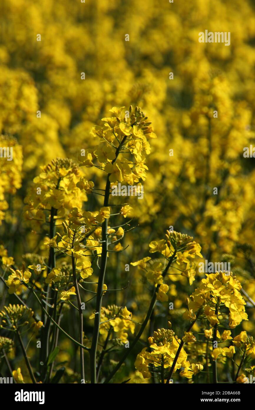 Rapeseed field at blossom with forest hi-res stock photography and ...