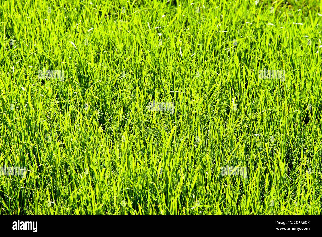 Background made from very big green grass Stock Photo - Alamy