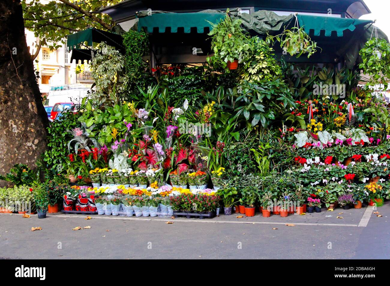 Pavement pot plants hi-res stock photography and images - Alamy