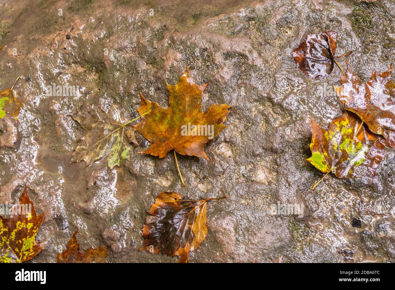 Rock maple tree hi-res stock photography and images - Alamy
