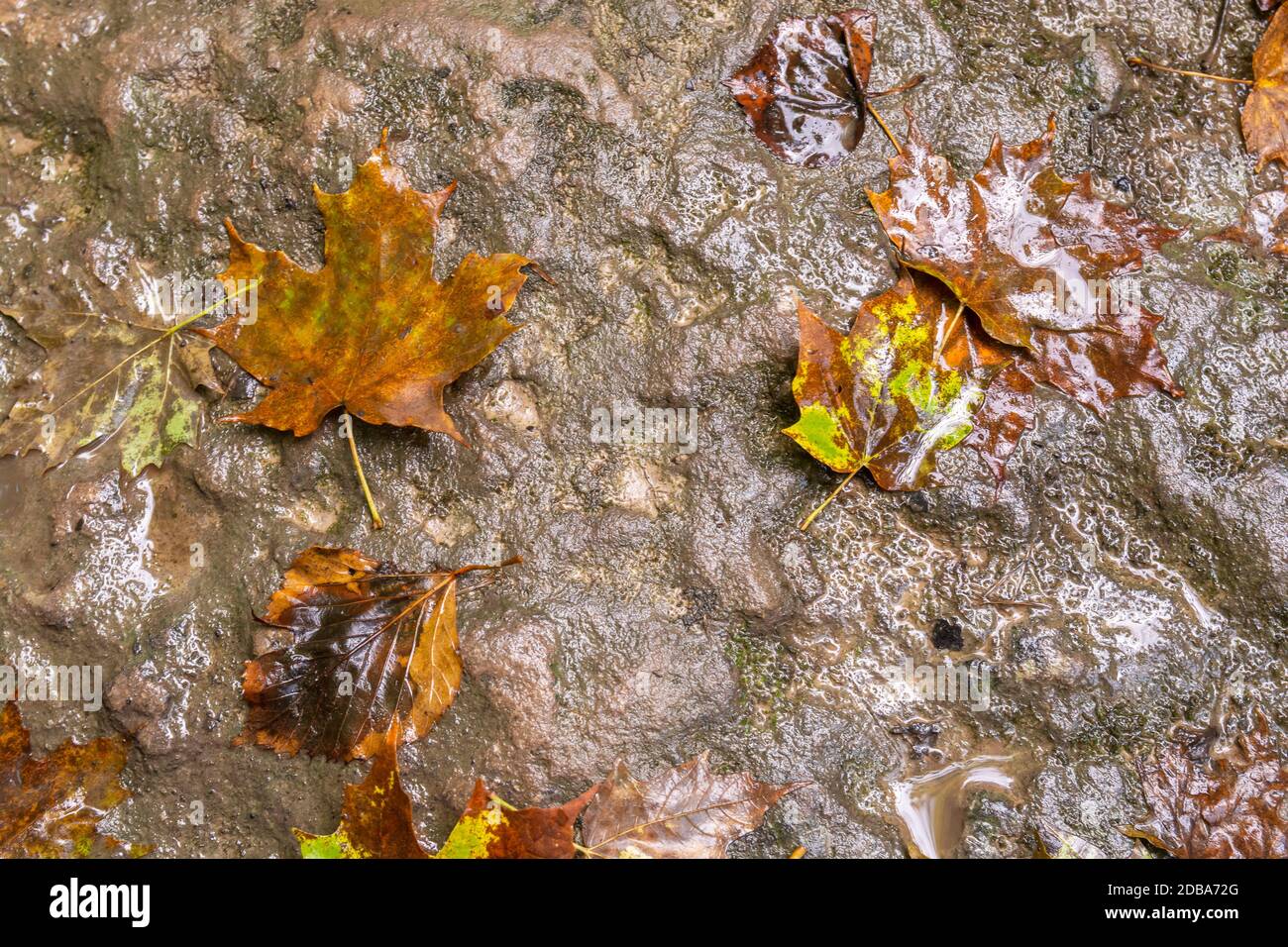 Rock maple tree hi-res stock photography and images - Alamy
