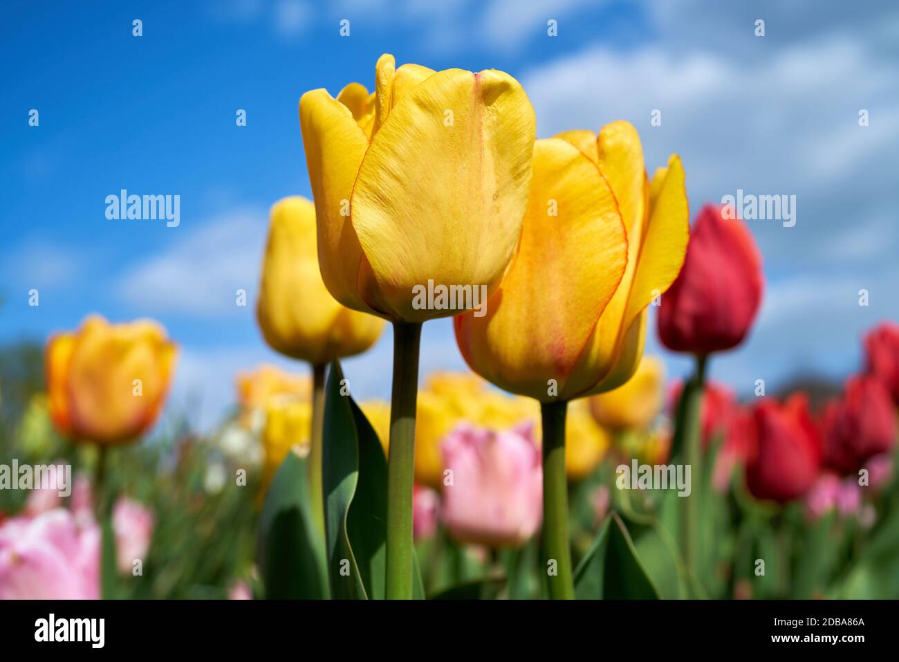 Flowering tulip bed hi-res stock photography and images - Alamy