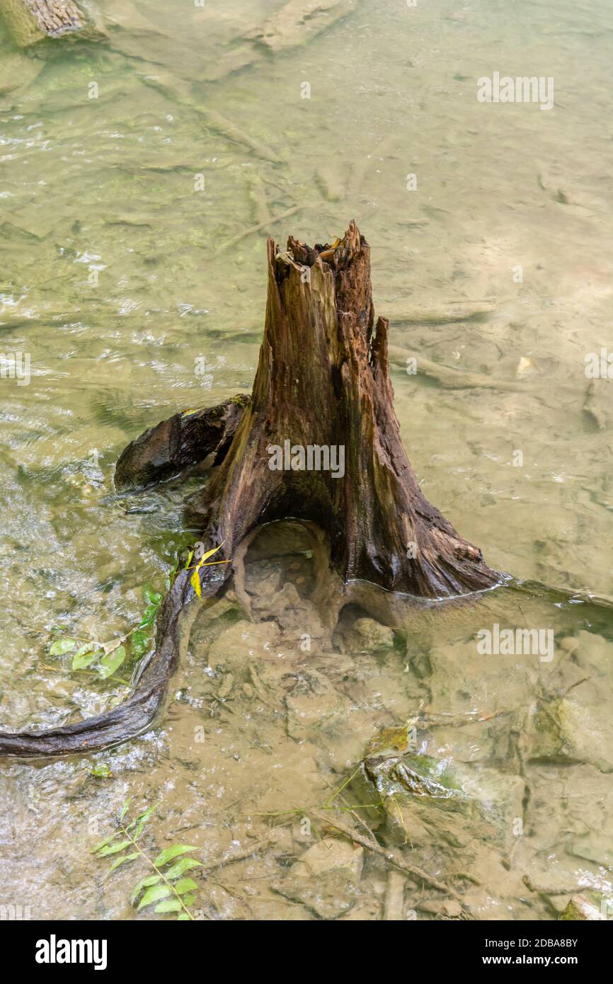 Tree stump and roots on river water Stock Photo - Alamy