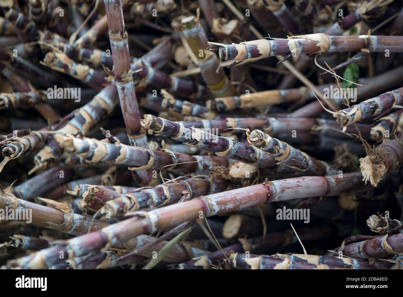Rum factory museum madeira island hi-res stock photography and images ...