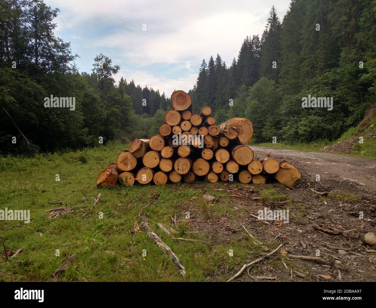 Spruce logs are harvested and prepared for transportation in ...