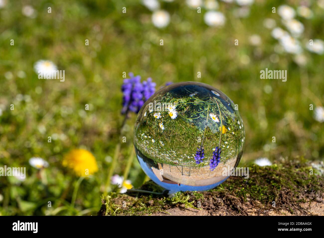 Crystal ball with grape hyacinth, dandelion flower and daisy on moss ...