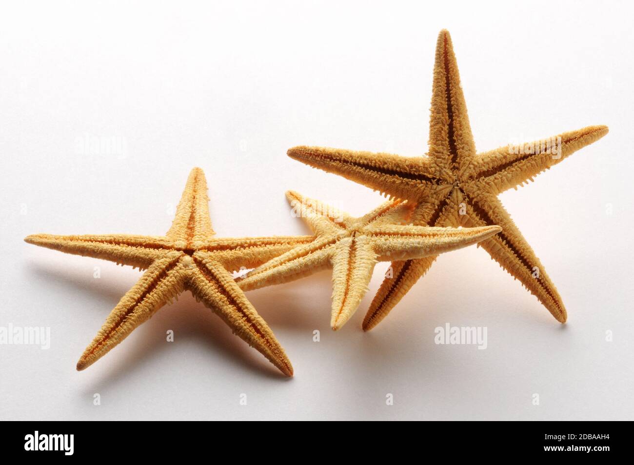 Starfish on white background Stock Photo - Alamy