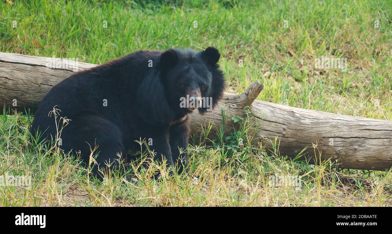 asiatic black bear or moon bear Stock Photo - Alamy