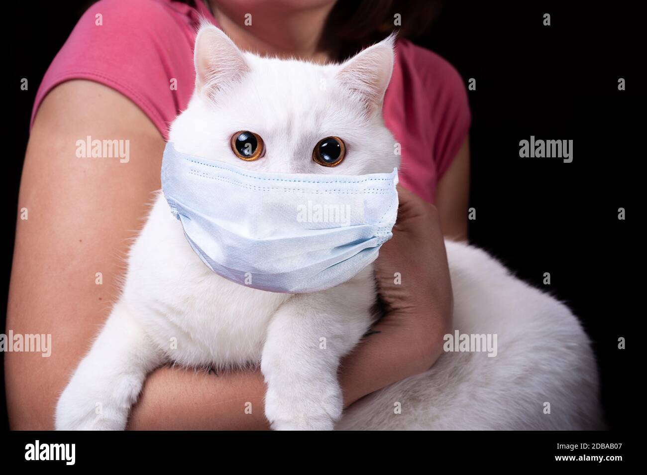 Human holds a big domestic white cat in a medical face mask from a ...