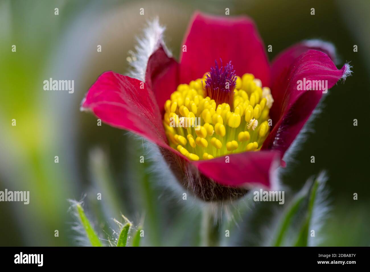 springs in the Alps of Austria Stock Photo - Alamy