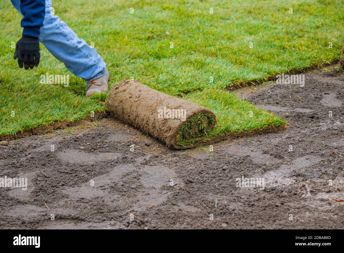 Applying rolled green grass with laying sod for new lawn applying turf ...
