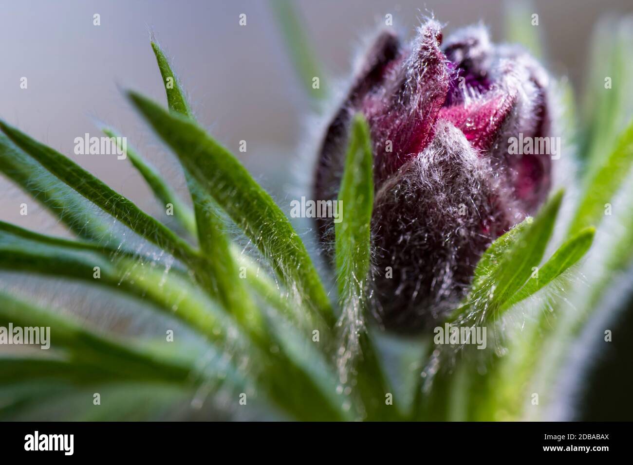 springs in the Alps of Austria Stock Photo - Alamy